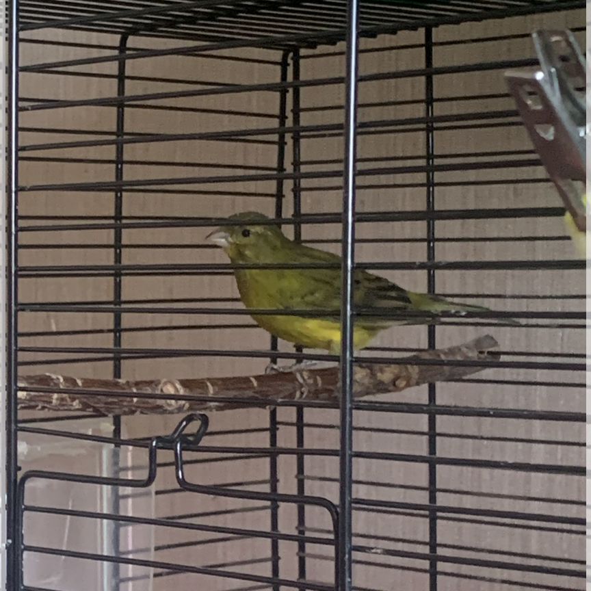 Канарейки самцы самки,готовые пары