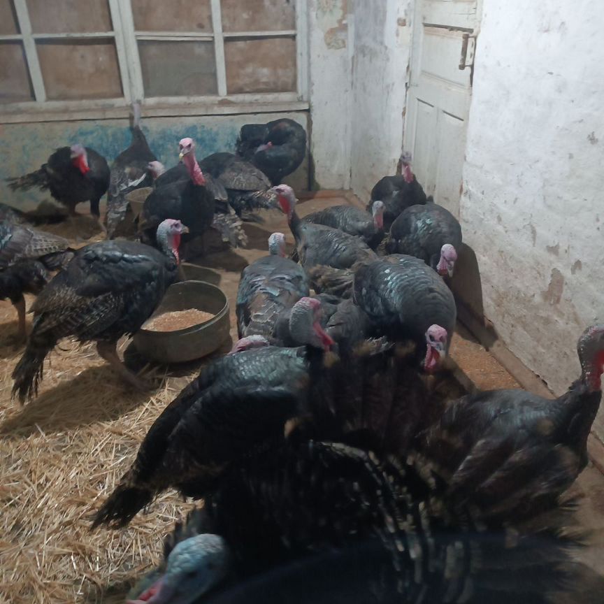 Индюки, индюшки