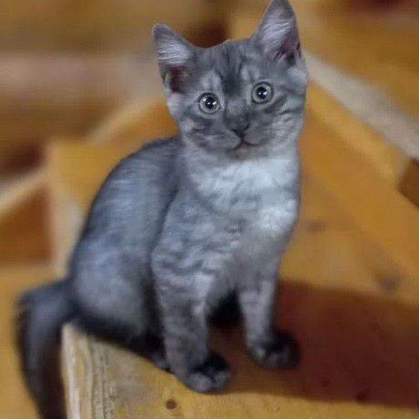 Котенок в дар