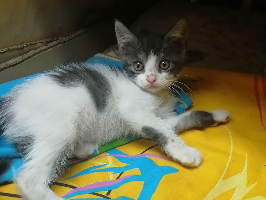 Котенок в добрые руки