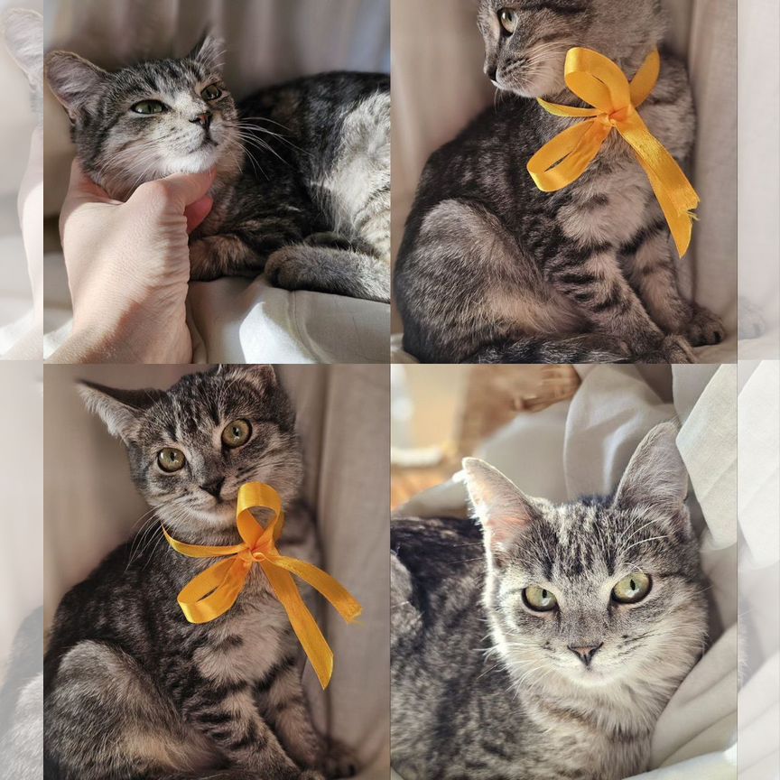 Кошечка котенок очаровашка