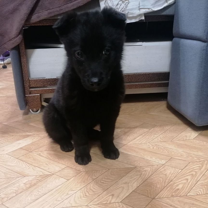 Кобель 4 мес