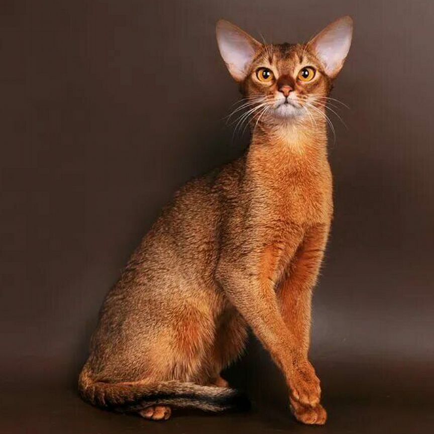 Абисинский кот
