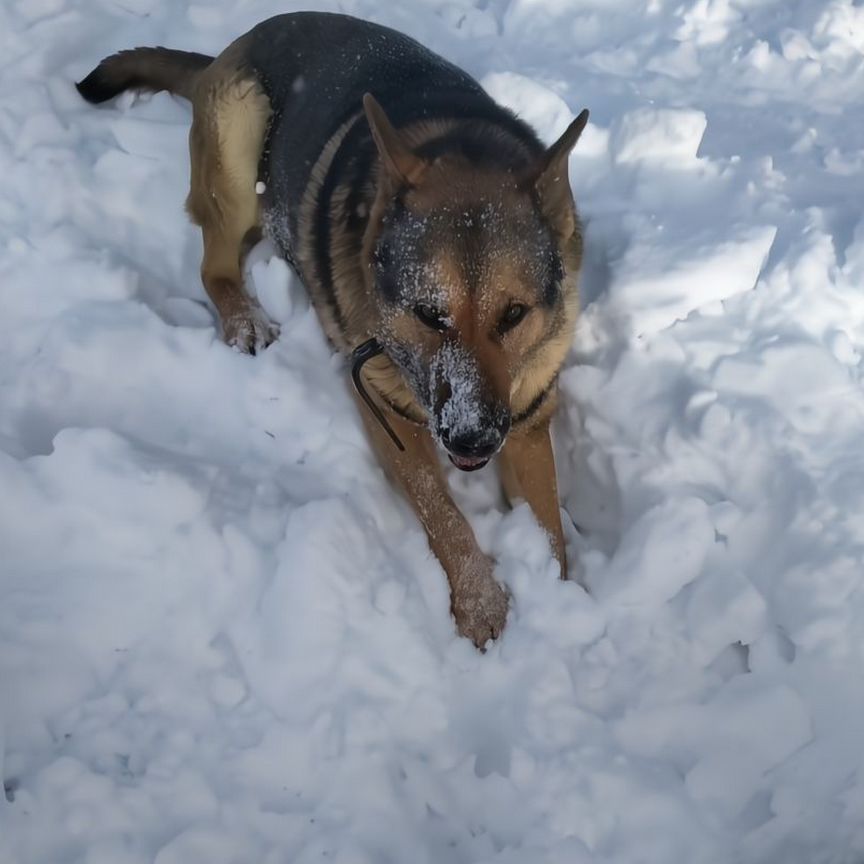 Взрослый пёс в добрые руки