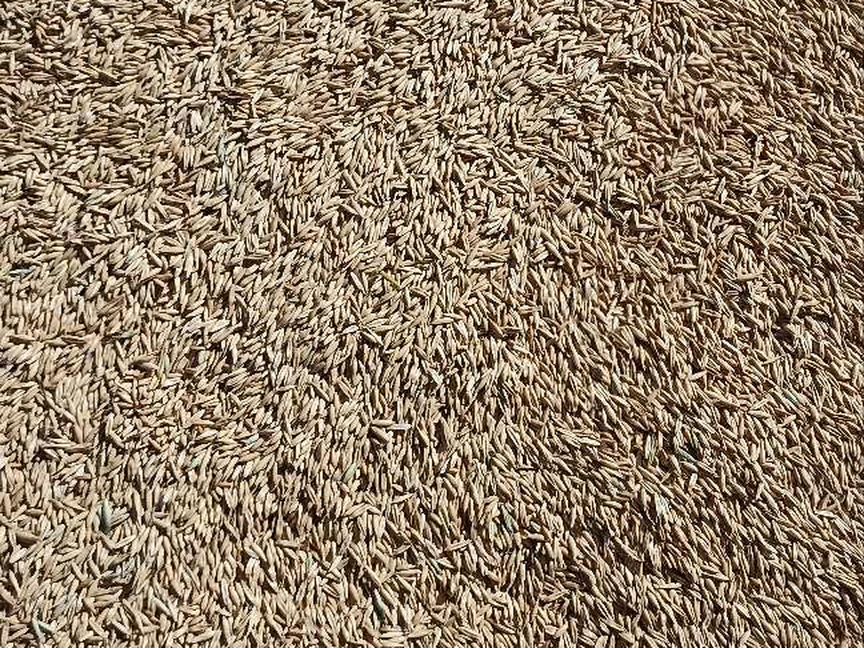 Зерно овес 1 репродукции сорт Яков