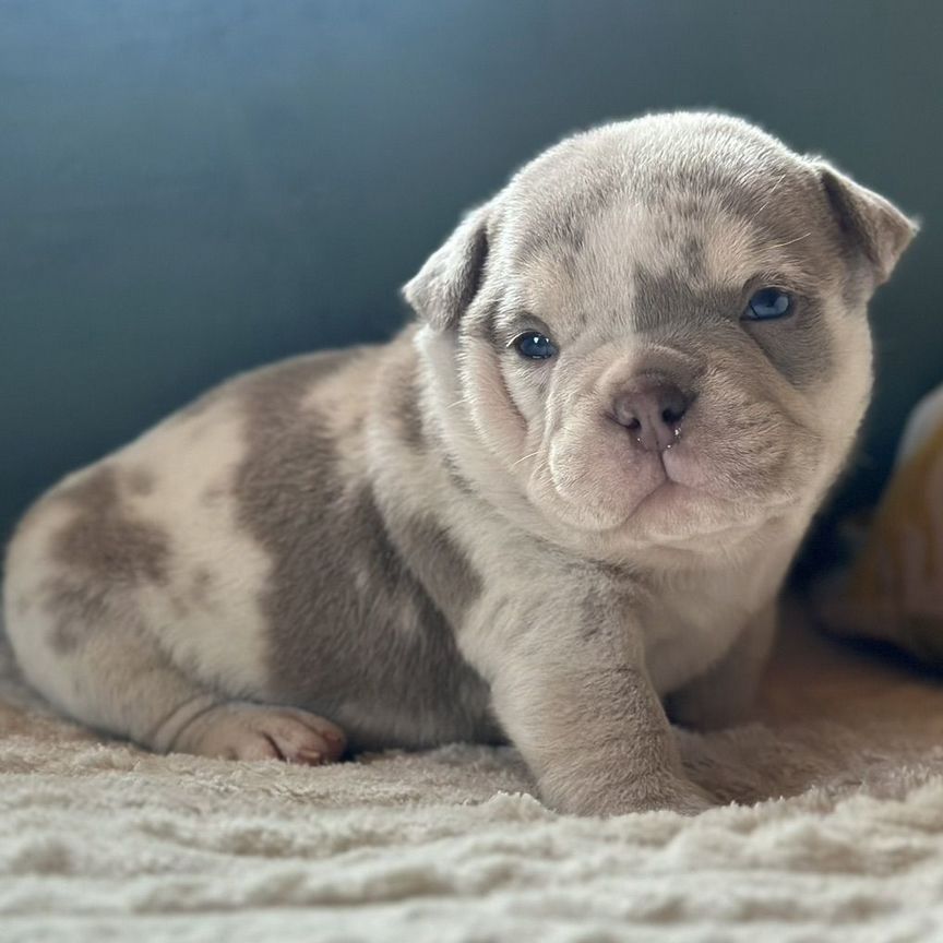 Американский булли, щенок