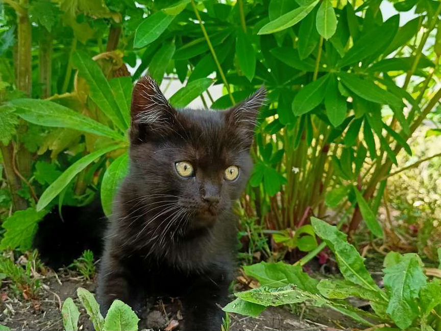 Котёнок классный