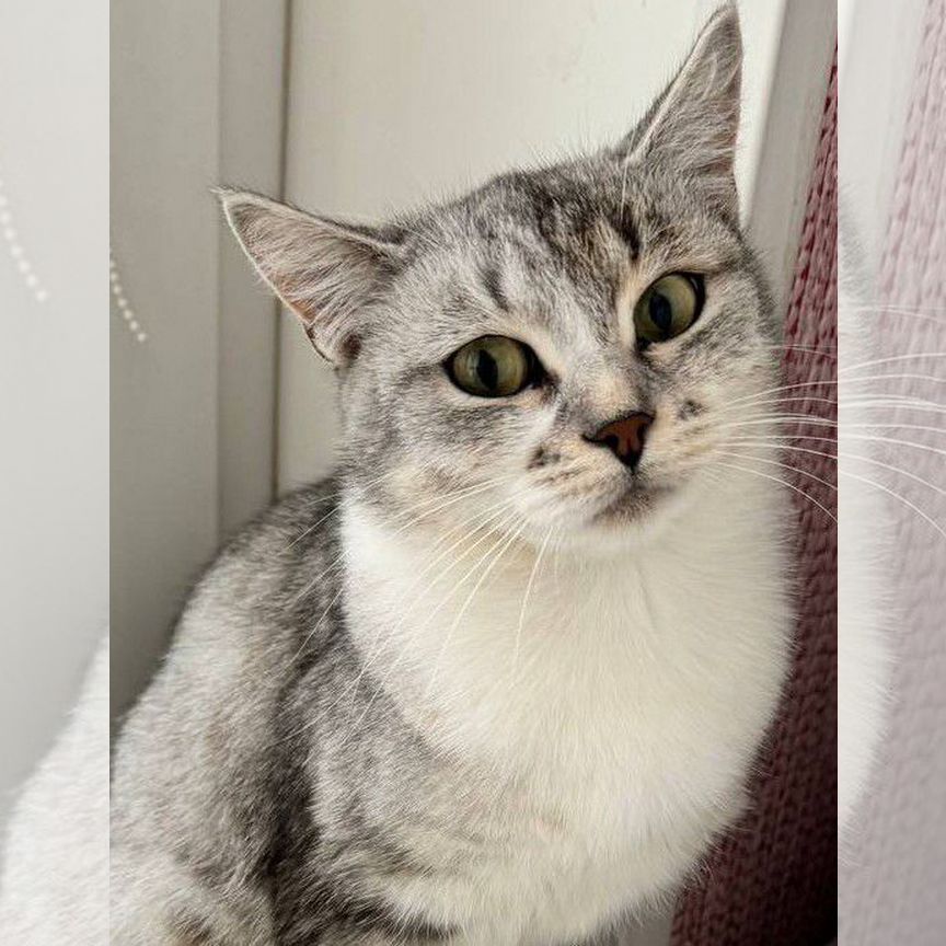 Кошечка Нежка в добрые руки