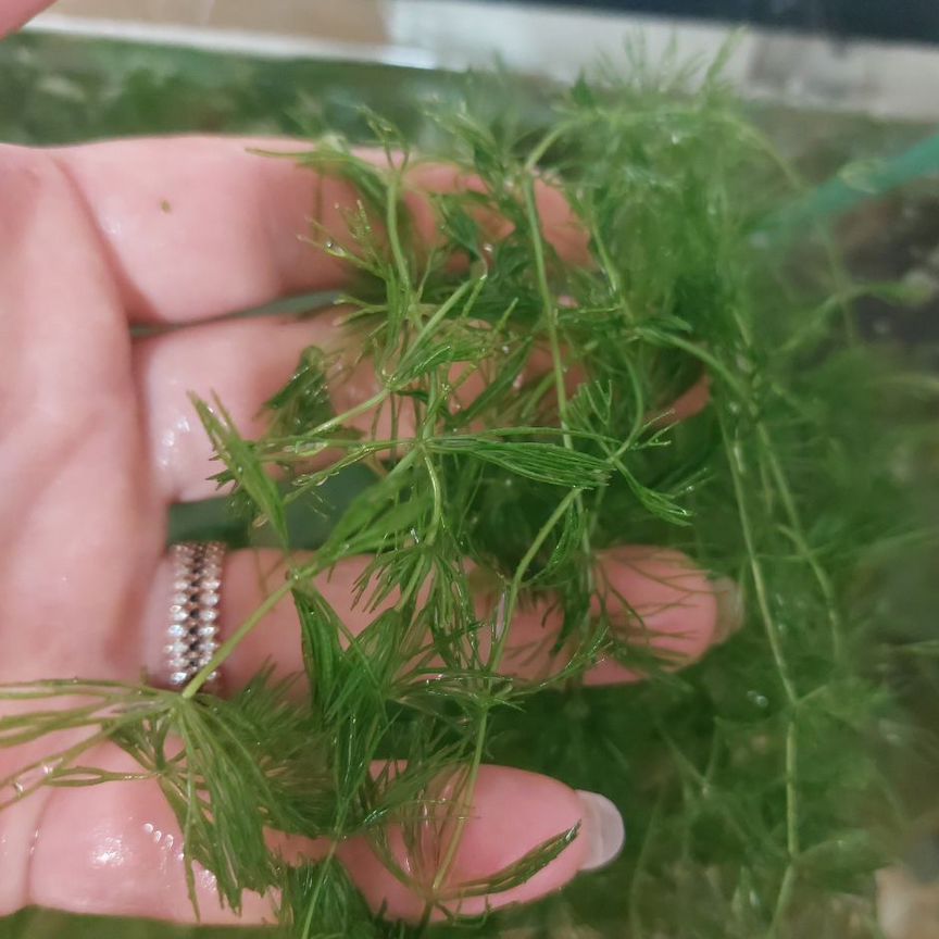 Растения для аквариума