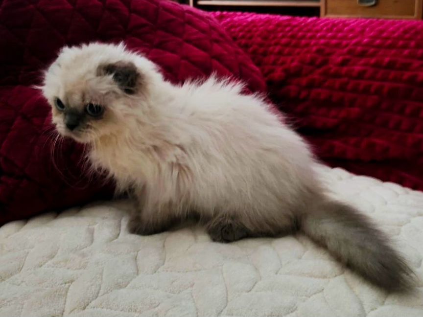 Шотландские котята