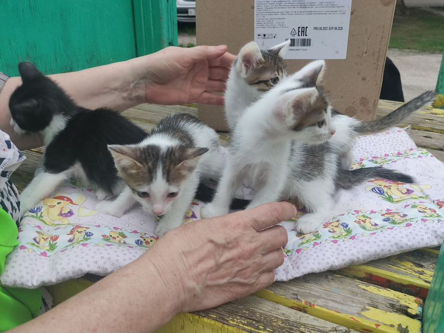 Котята в добрые руки бесплатно