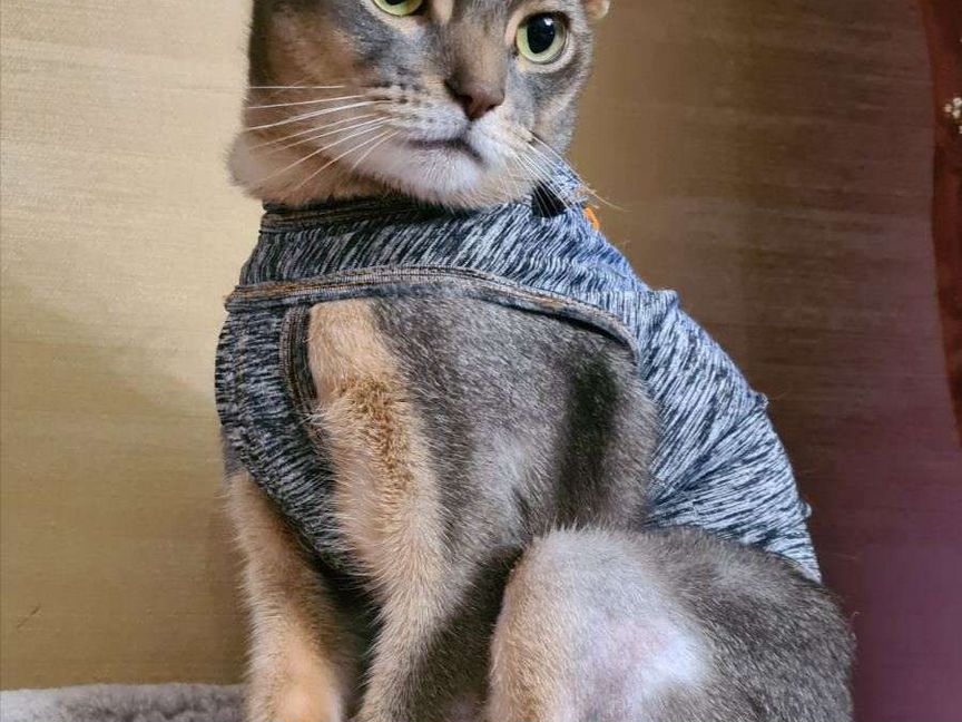 Абиссинская