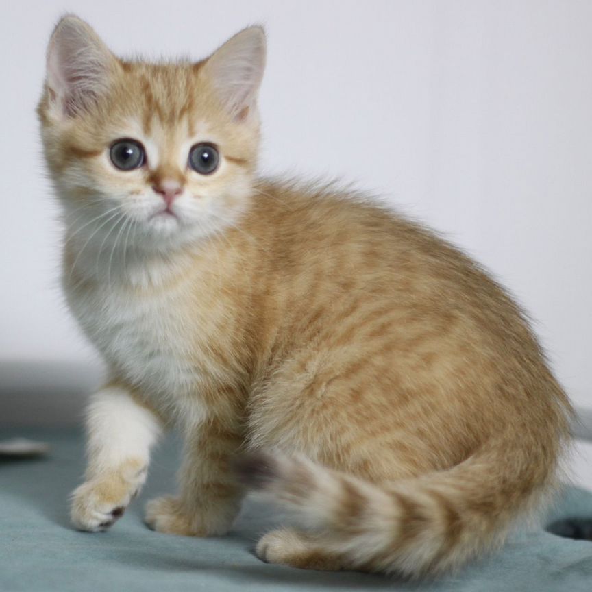 Шотландский вислоухий короткошёрстный котёнок