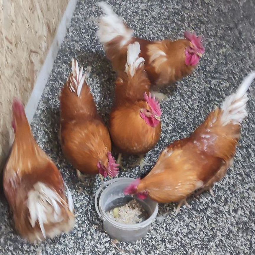 Молодые петухи мини-мясные