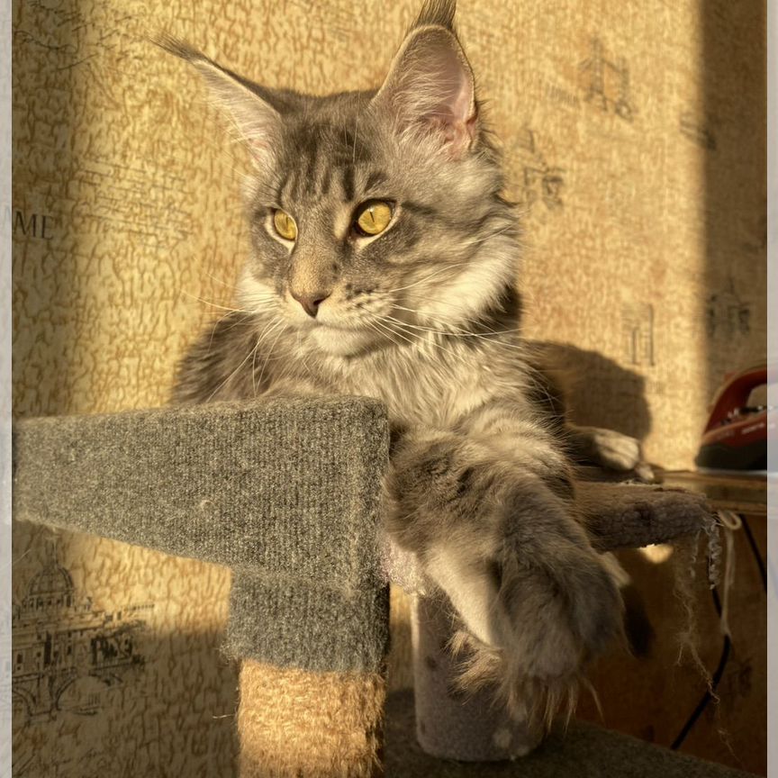 Мейн-кун, взрослый кот