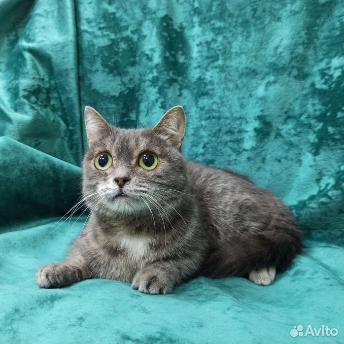 Кошка стерилизована 3 года