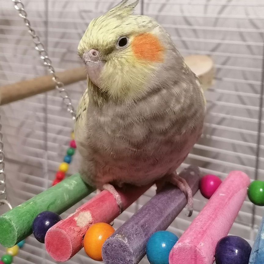 Попугай корелла