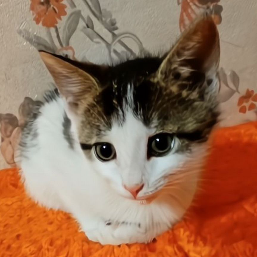 Котёнок в добрые руки