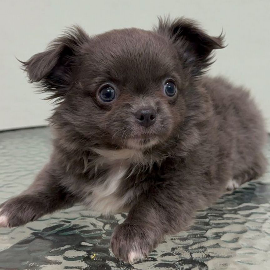 Чихуахуа, щенок