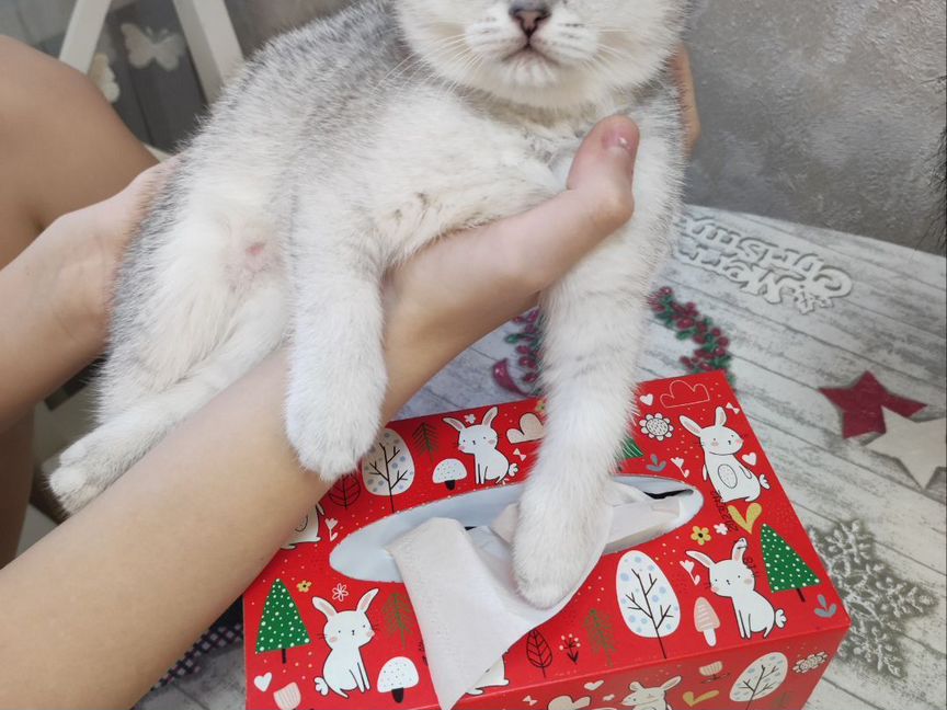 Шотландский вислоухий котёнок