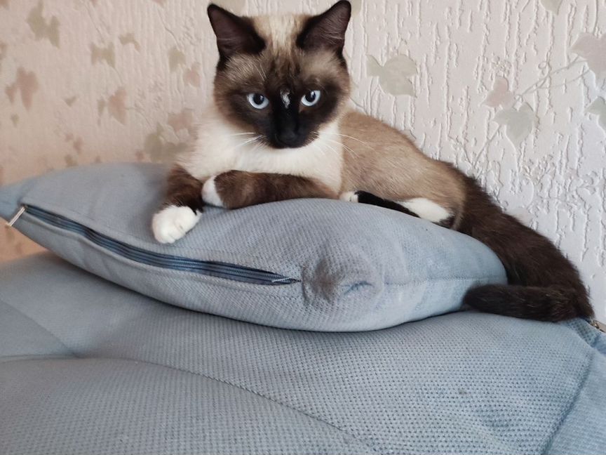 Тайская сиамская кошечка в добрые руки