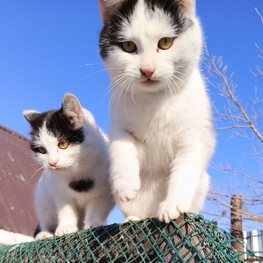 Подросшие котята