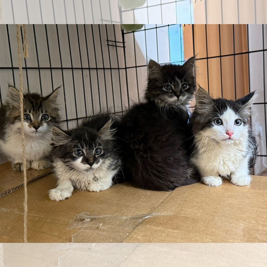 Котята с улицы