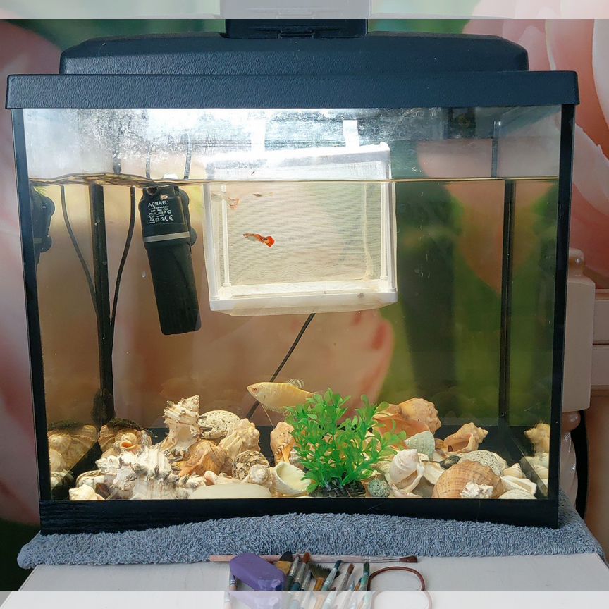 Аквариумные рыбки