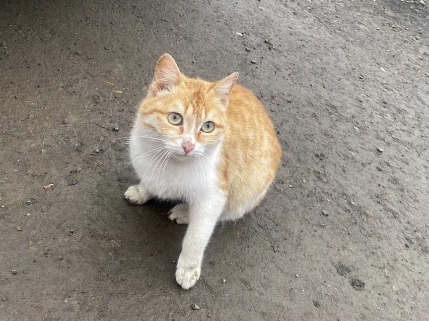 Спасите кошку