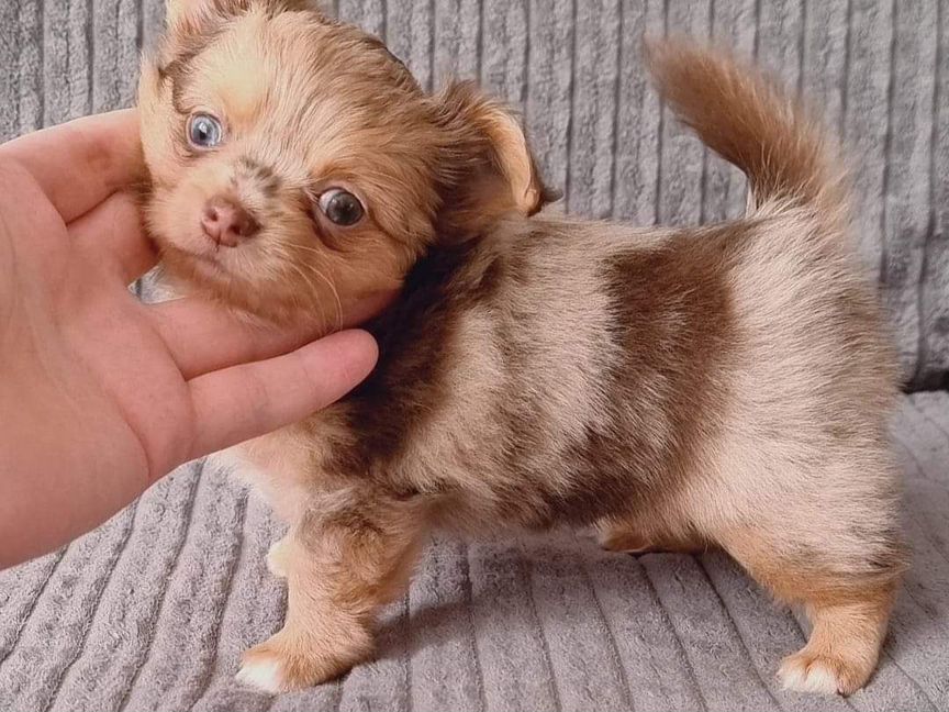 Чихуахуа девочка мерле