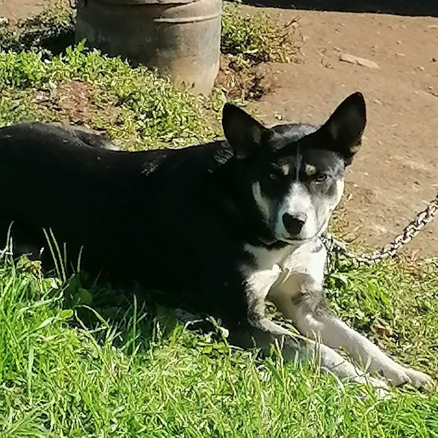 Ева, ищет дом)