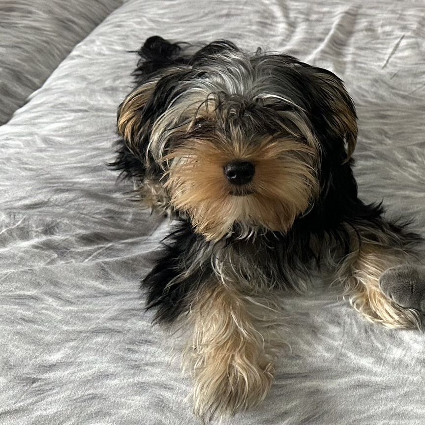 Йоркширский терьер стандарт