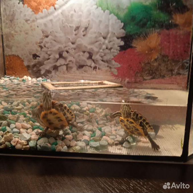 Красноухая черепаха маленькая