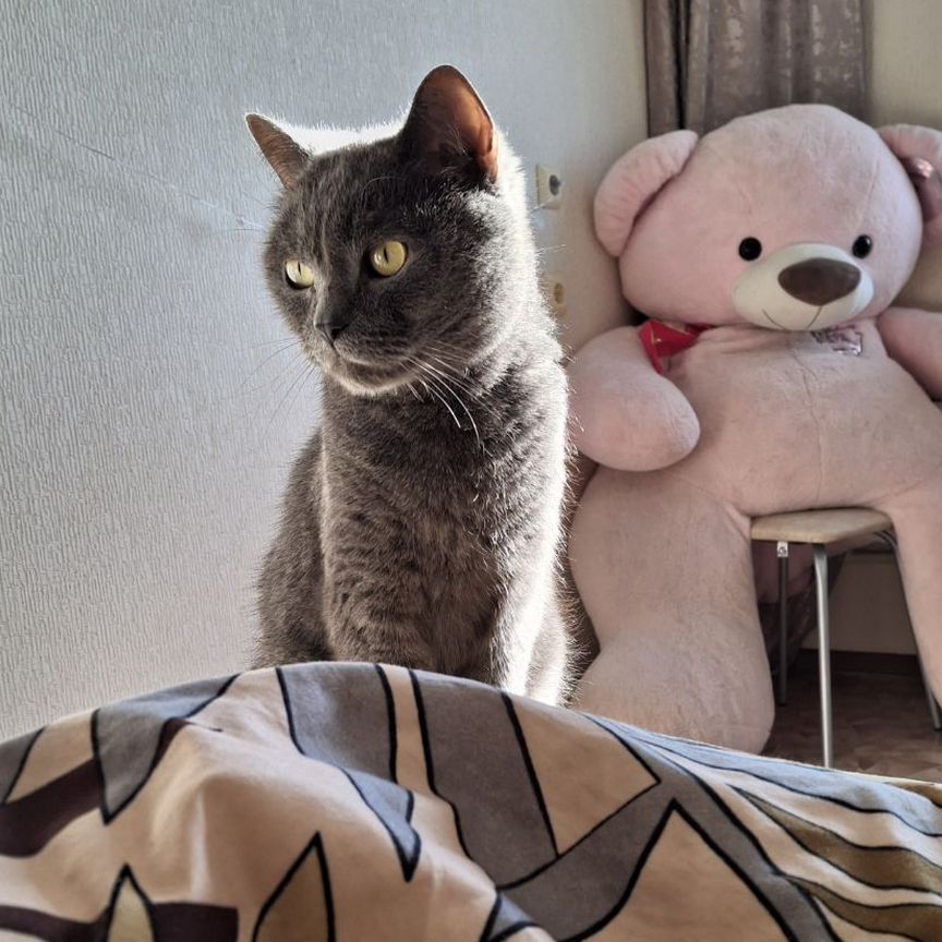 Британский длинношёрстный, взрослый кот