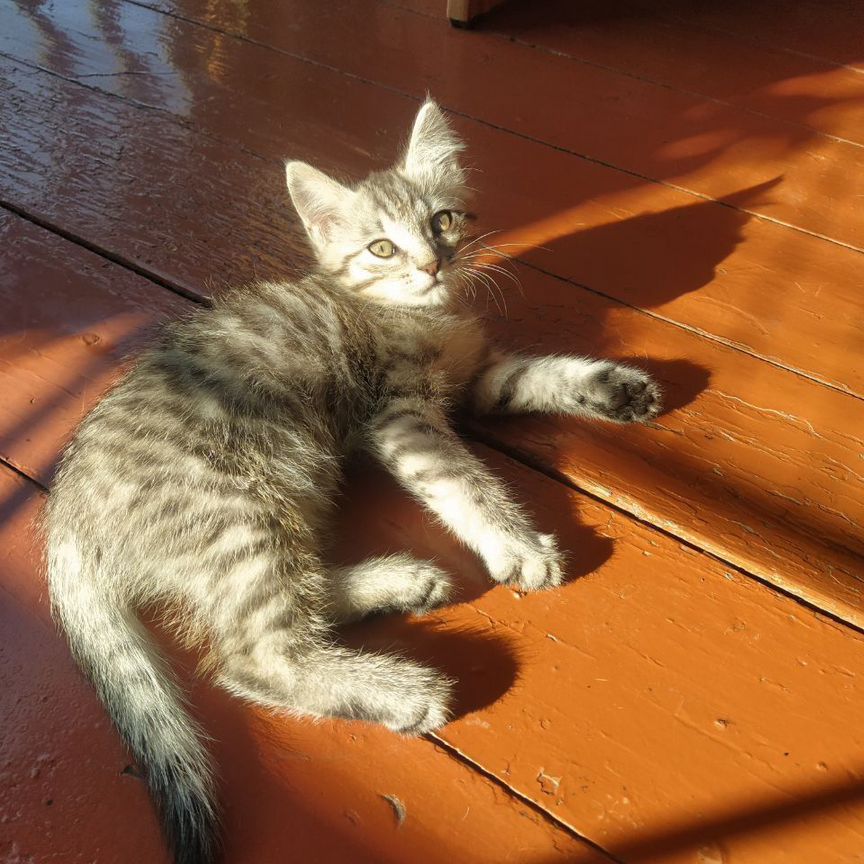 Котёнок в дар