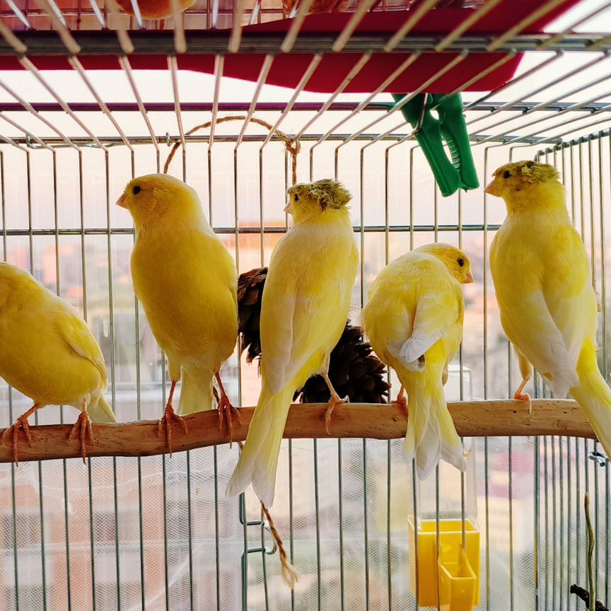Кенара и канарейки