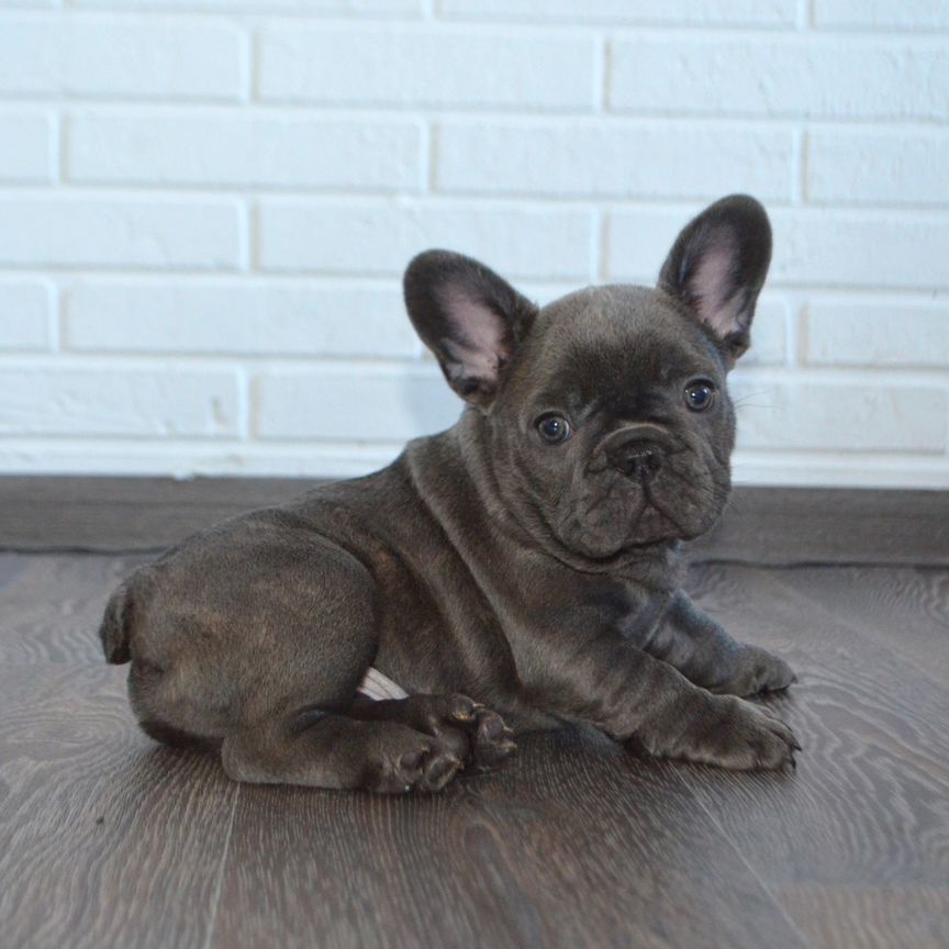 Мальчики французики