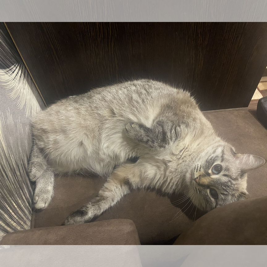 Взрослая, Девочка кошка в добрые руки