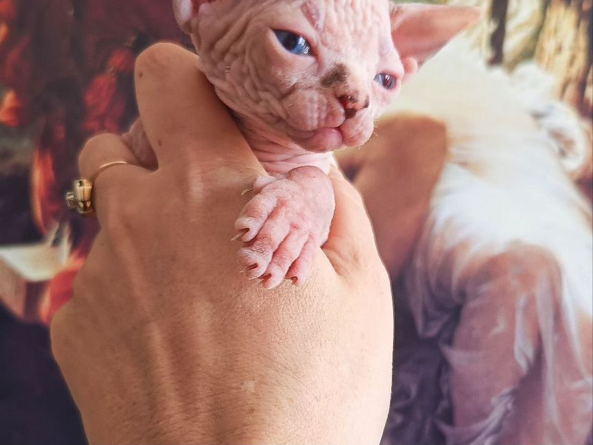 Канадский сфинкс девочка Jewellery