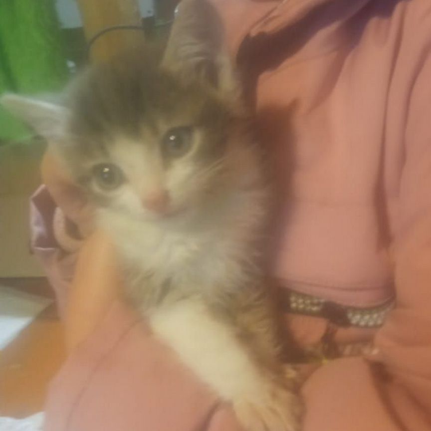 Отдадим котят(по вашему желанию сколько взять)