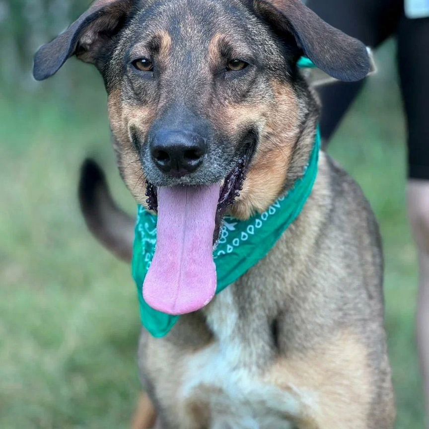 Молодой пес ищет дом