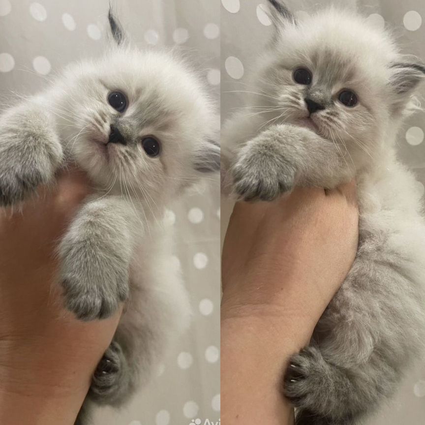 Невский маскарадный котёнок