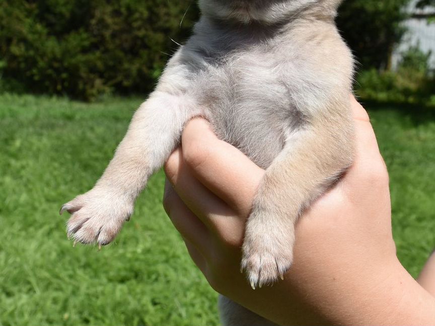 Чихуахуа девочка