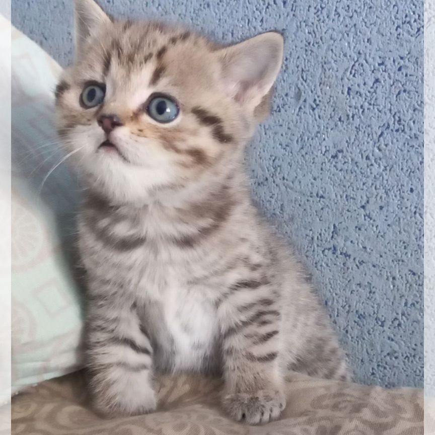 Шотландский прямоухий короткошёрстный котёнок