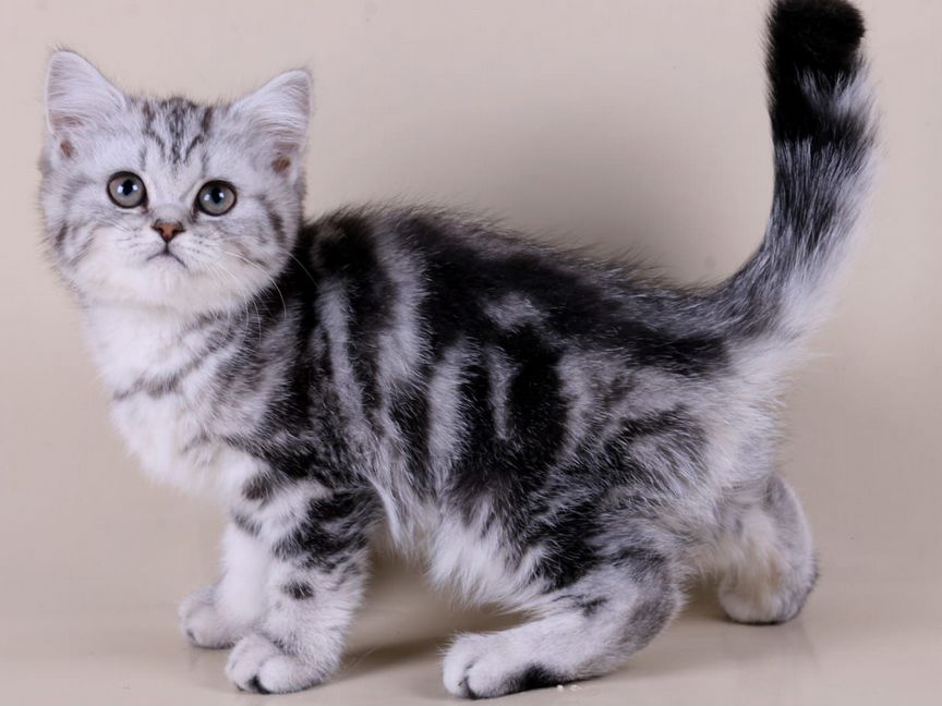 Кошка и котик британцы 4 мес