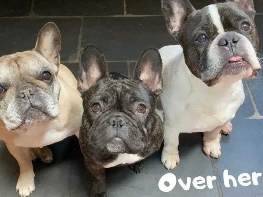 Французский бульдог мини и стандарт