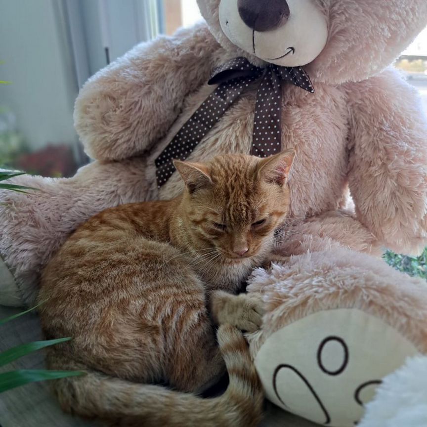 Солнышко в добрые руки