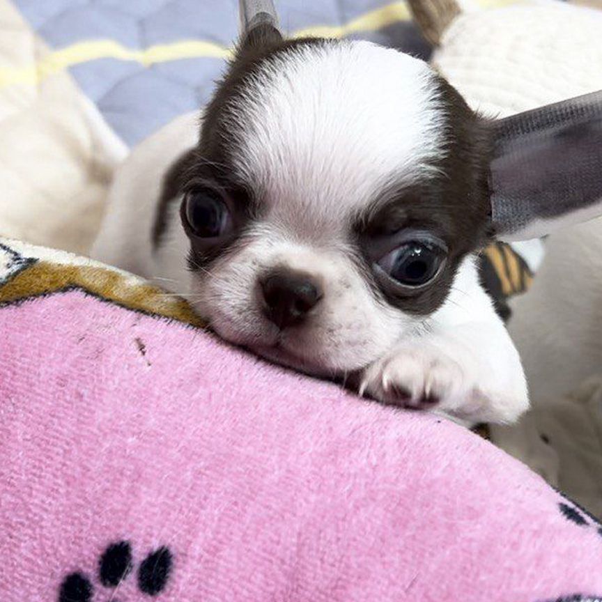 Чихуахуа, щенок