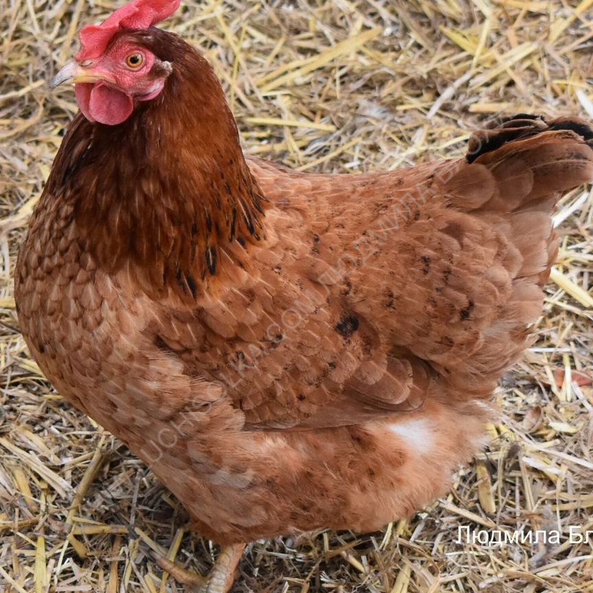 Куры несушки