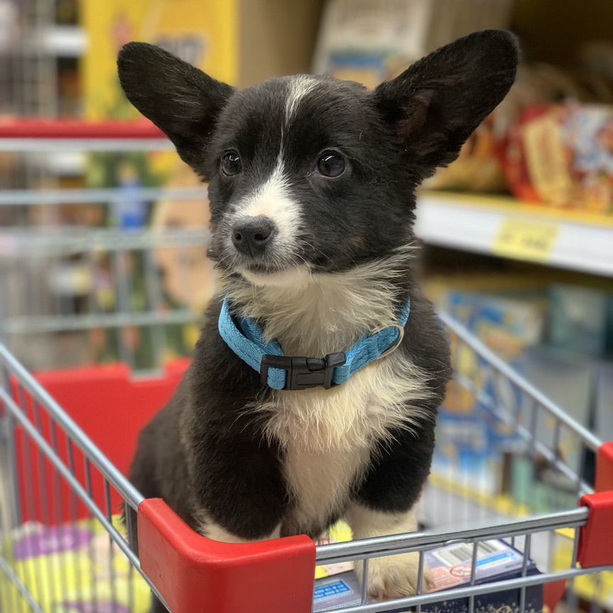 Сонечка корги ждет семью